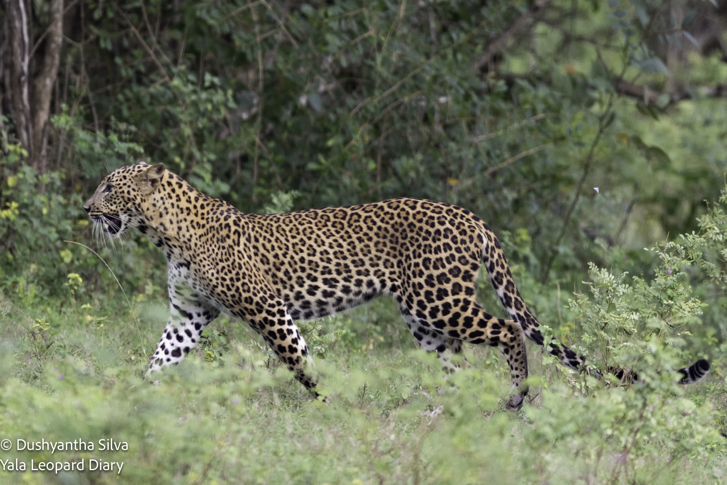 Yala Leopard Diary