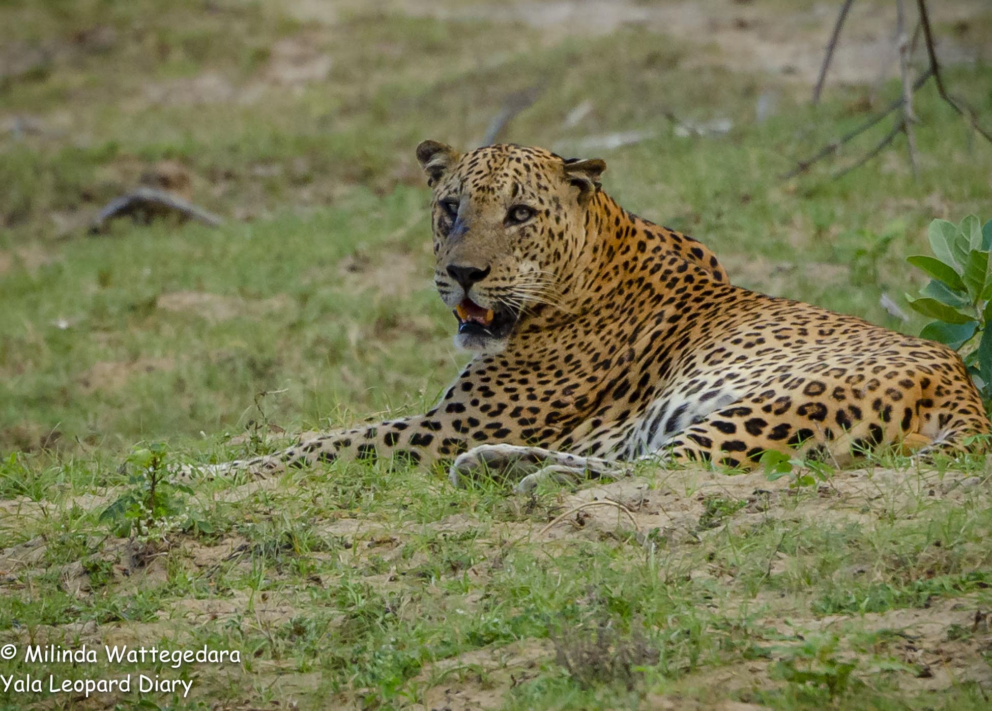 Yala Leopard Diary